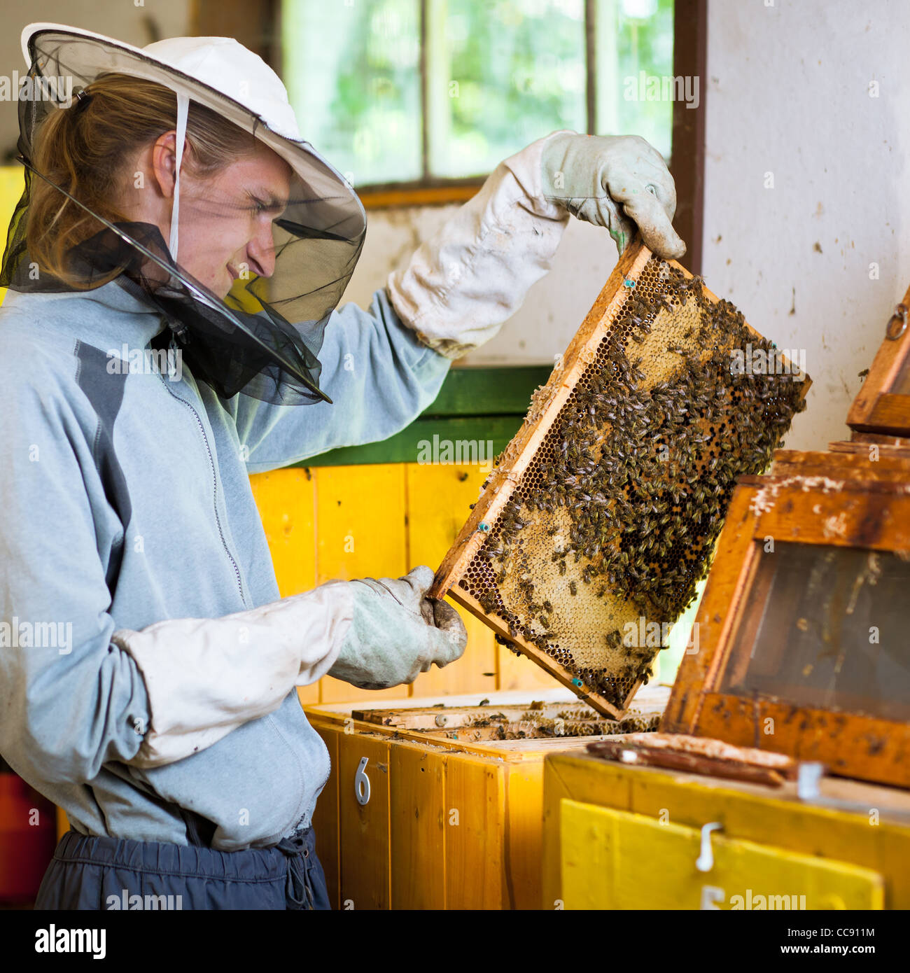Beekeeper in an apiary holding a frame of honeycomb covered with ...