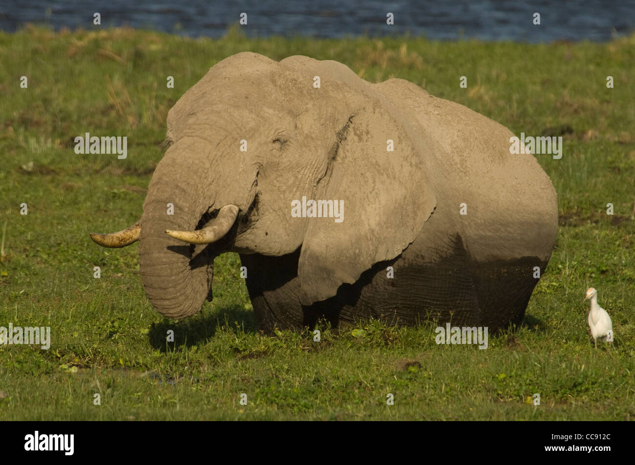 Africa Kenya Amboseli National Park-African elephant in swamp with ...