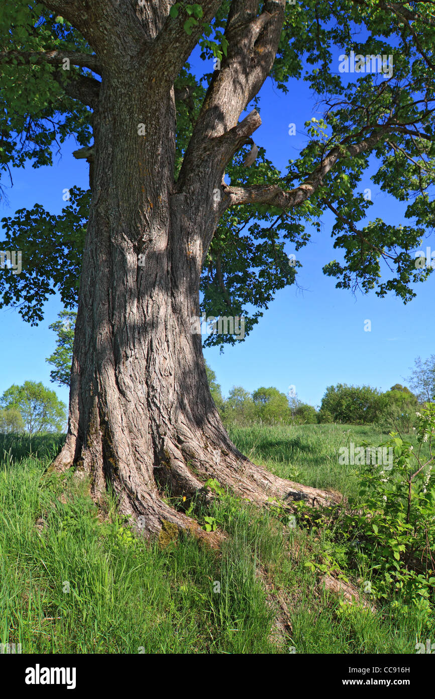 Green cortex hi-res stock photography and images - Alamy