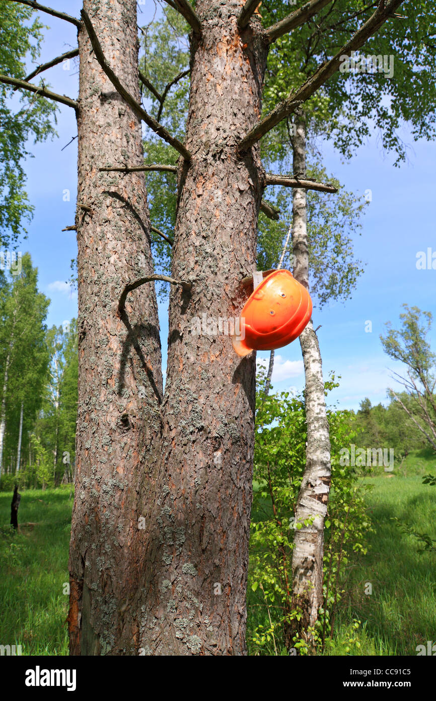 Woodsman cutting trees hi-res stock photography and images - Alamy