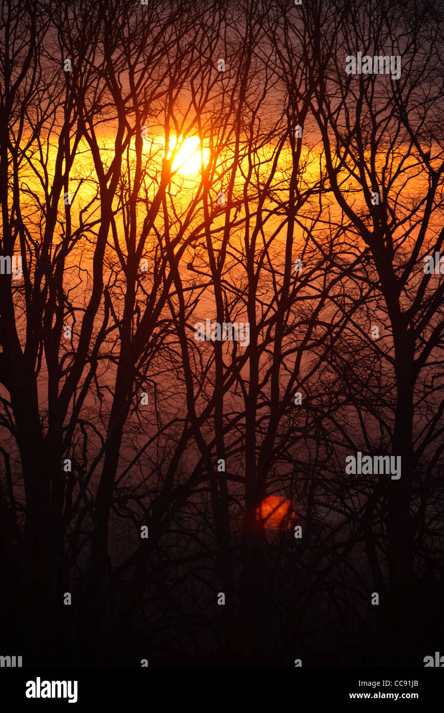 Sun rising through the branches of tress, winter, UK Stock Photo - Alamy