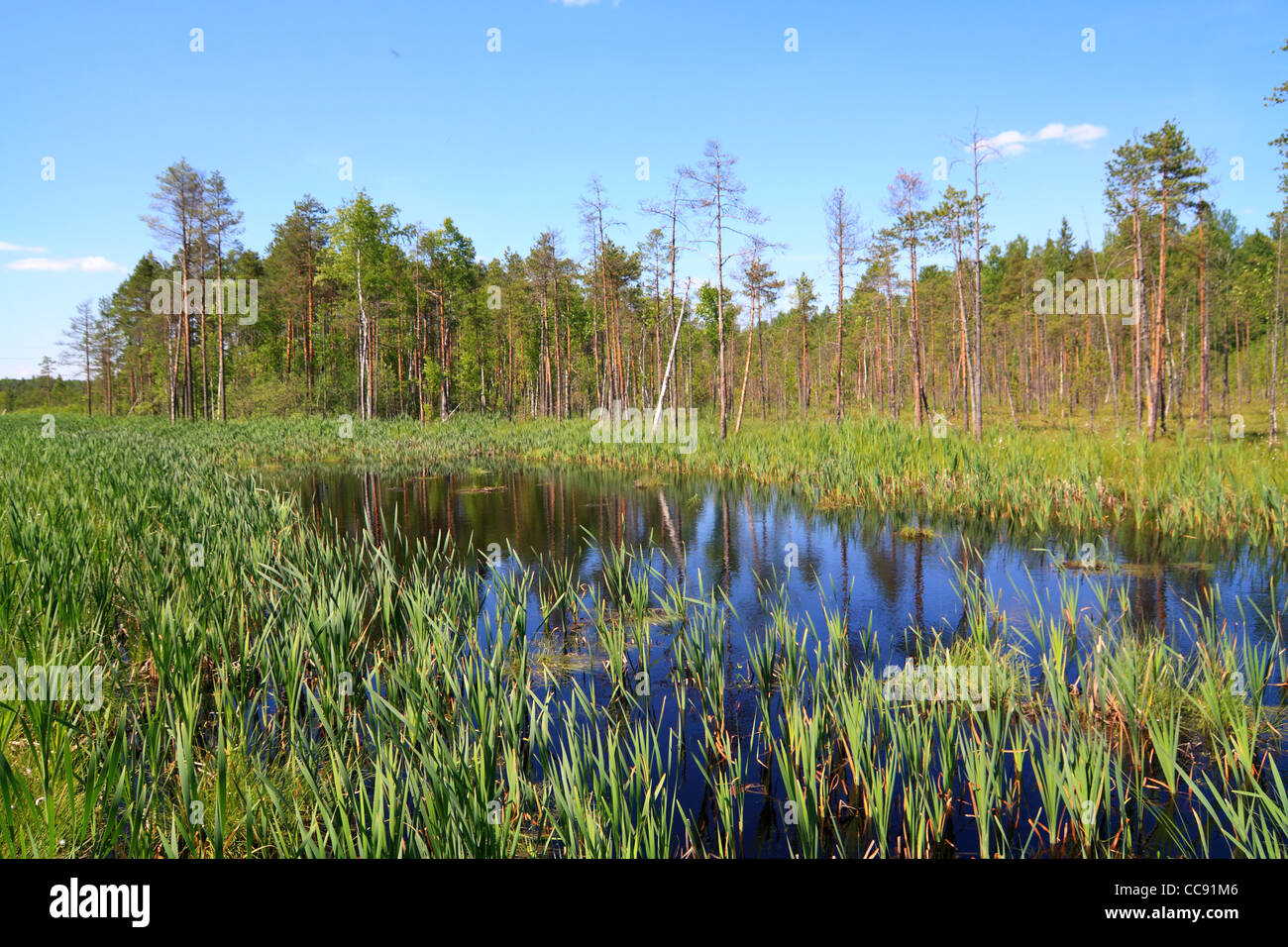 Timber swamp hi-res stock photography and images - Alamy