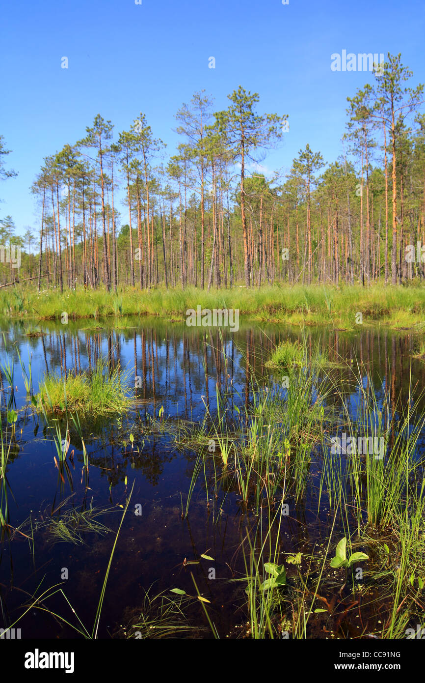 Timber swamp hi-res stock photography and images - Alamy