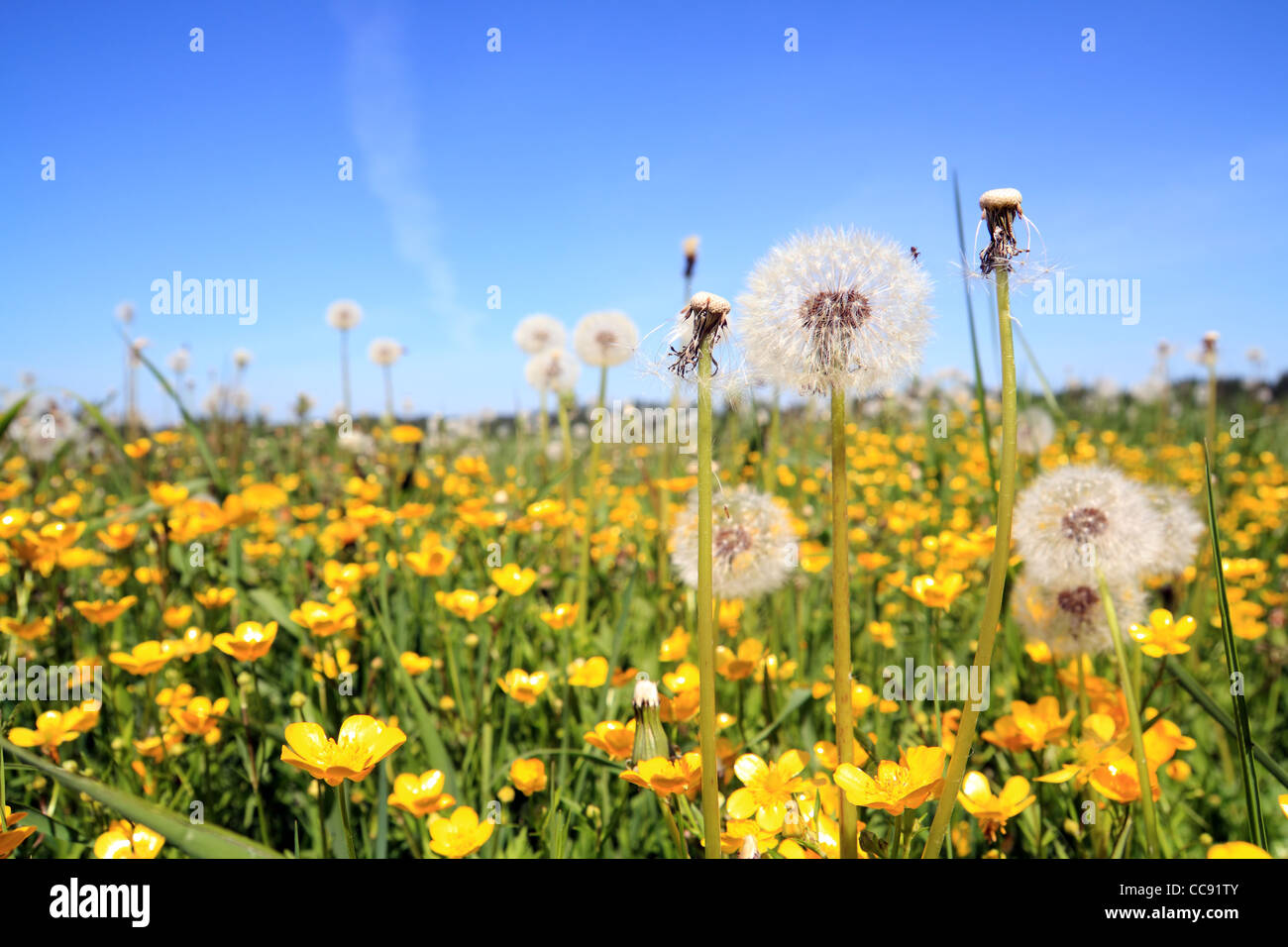 white dandelions on yellow field Stock Photo - Alamy