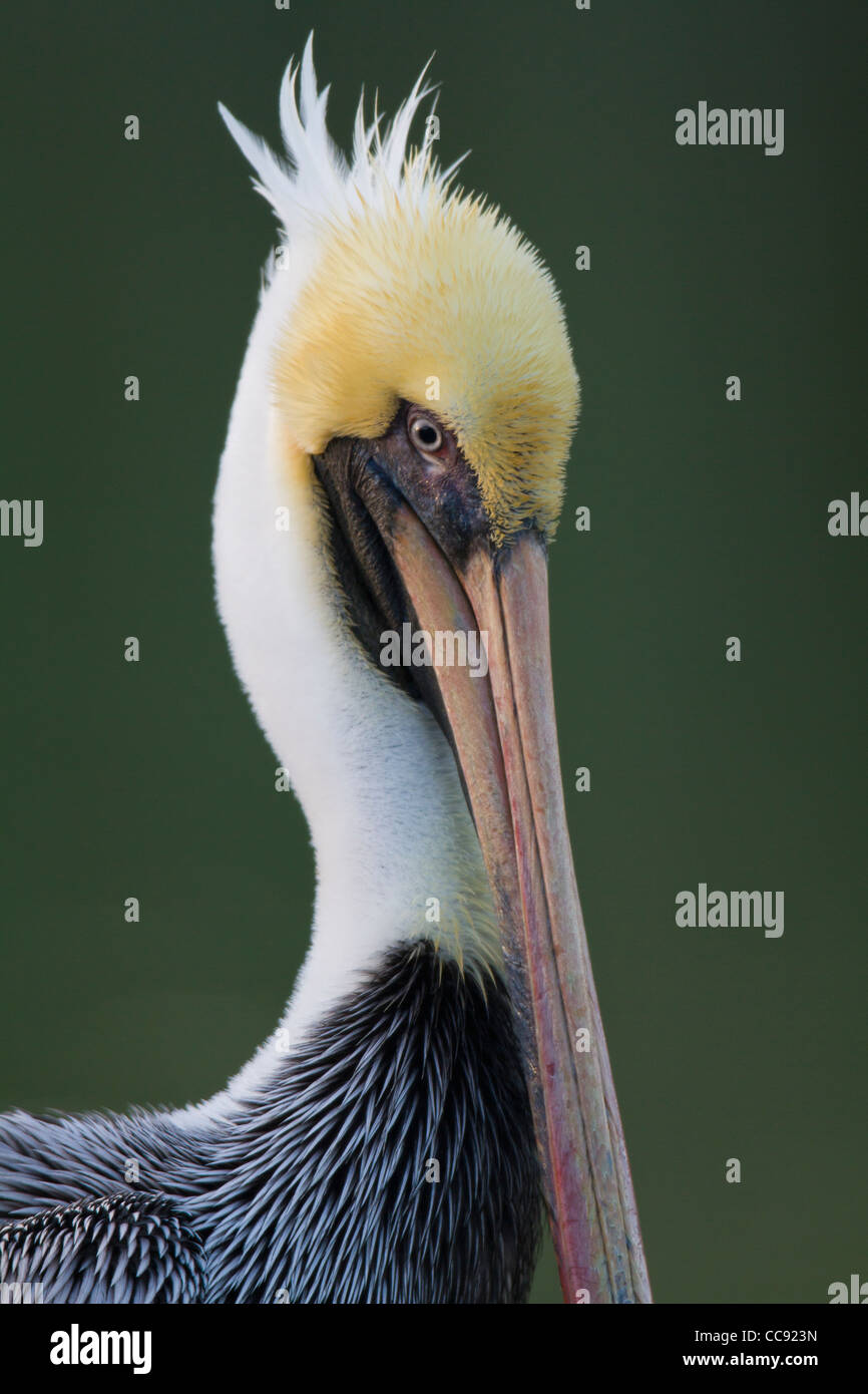 close-up of a Brown Pelican (Pelecanus occidentalis) head Stock Photo ...