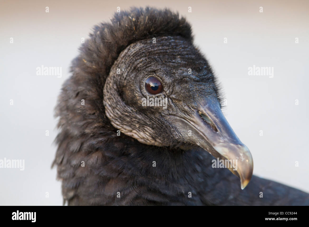 Black vulture coragyps atratus hi-res stock photography and images - Alamy