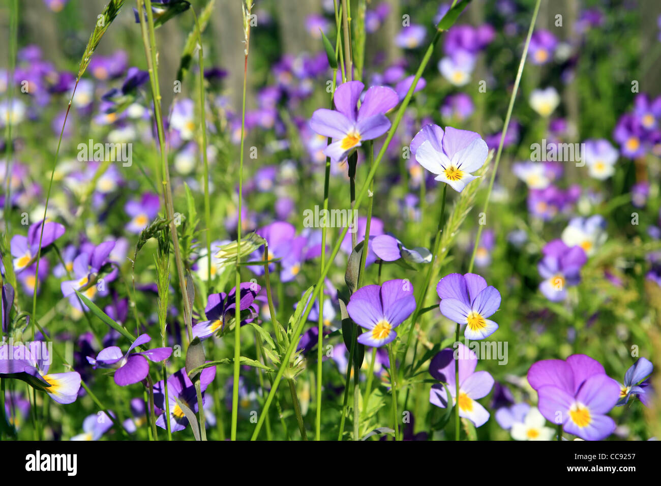 Blue pansy in nature hi-res stock photography and images - Alamy