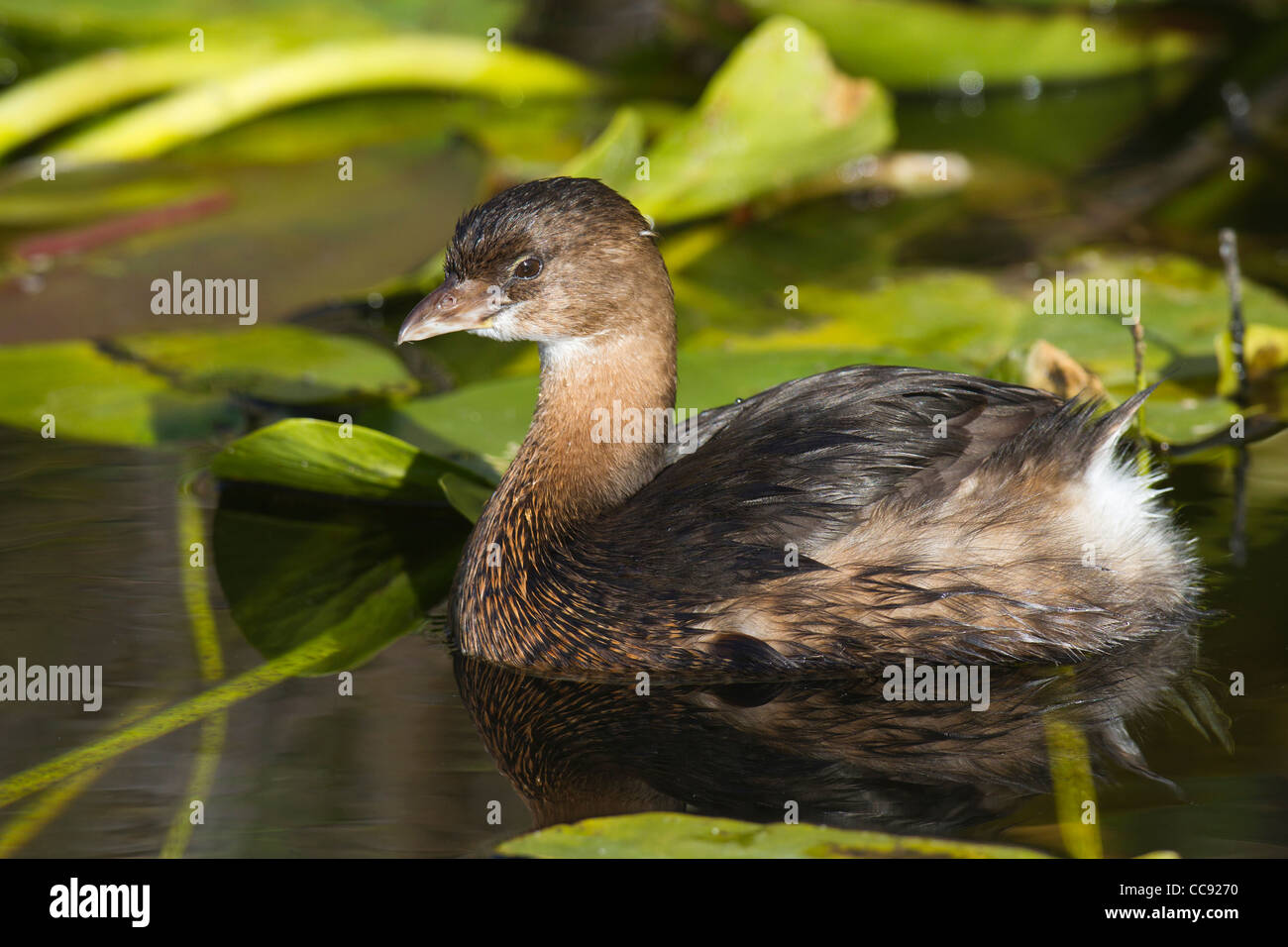 adult winter Pied-billed Grebe (Podilymbus podiceps Stock Photo - Alamy