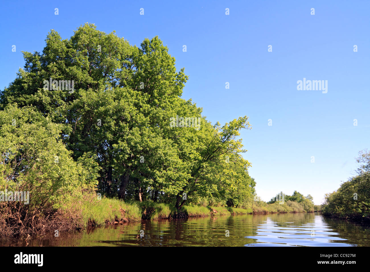 oak wood on coast river Stock Photo - Alamy