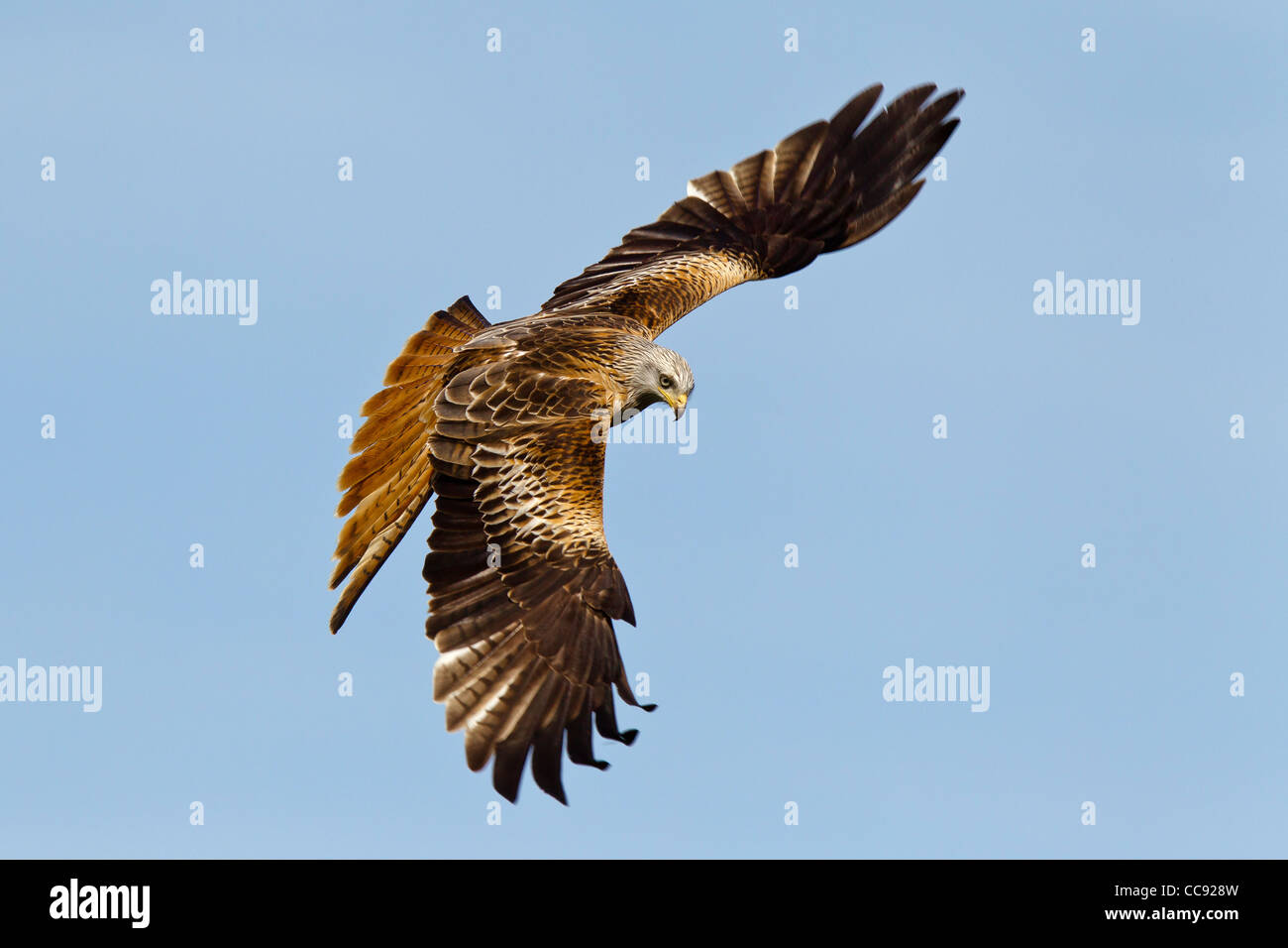 Red kite in flight hi-res stock photography and images - Alamy
