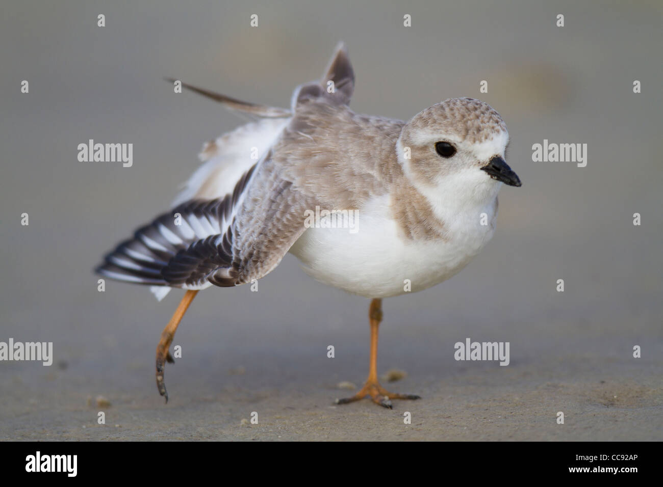 winter plumaged Piping Plover (Charadrius melodus) stretching its wing ...