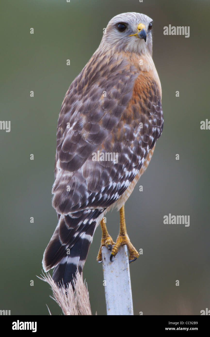 Florida Red-shouldered Hawk (Buteo lineatus floridanus) perched on a fencepost Stock Photo - Alamy
