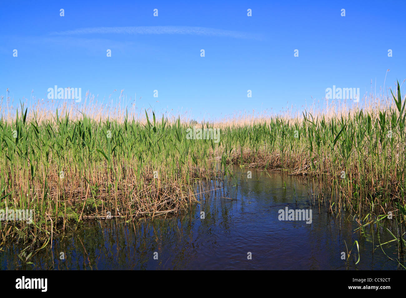 high dry reed in marsh Stock Photo - Alamy