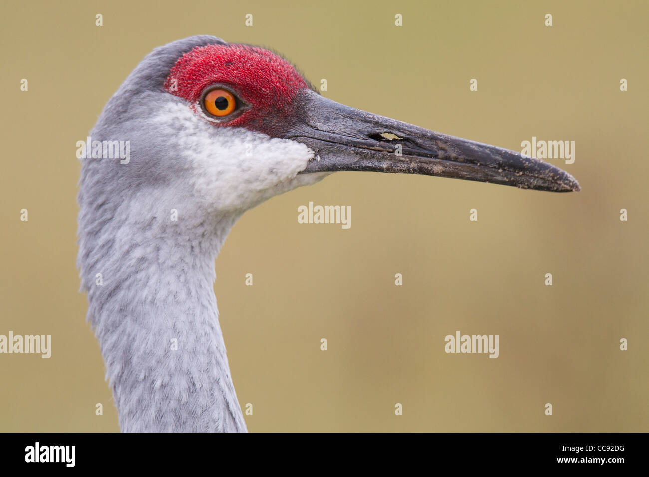 close-up portrait of Sandhill Crane's head Stock Photo - Alamy