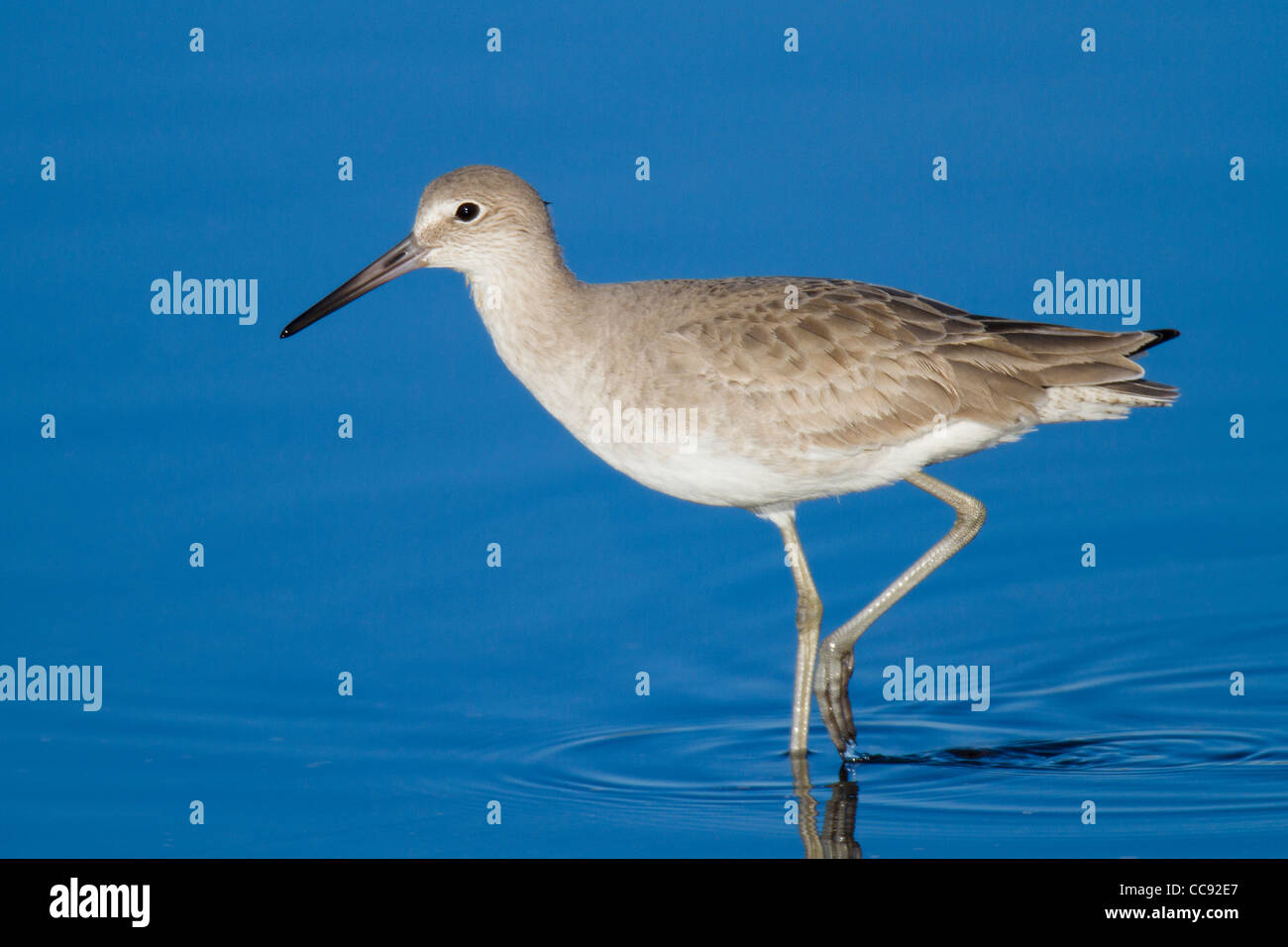winter plumaged Willet (Catoptrophorus semipalmatus) wading in blue ...