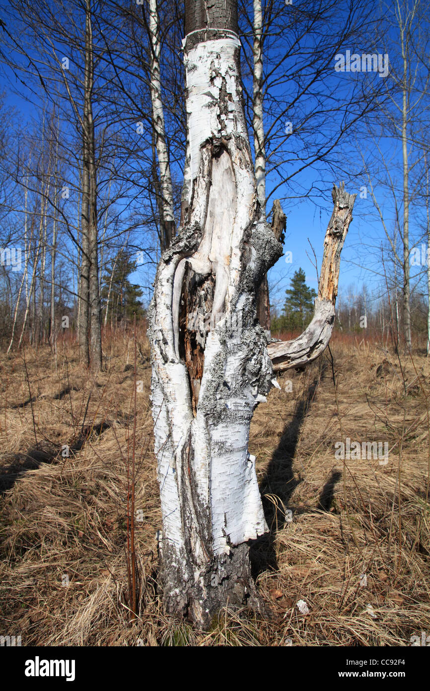 Birch tree series hi-res stock photography and images - Alamy