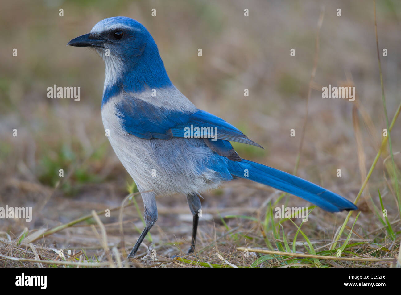 Scrub jay hi-res stock photography and images - Alamy