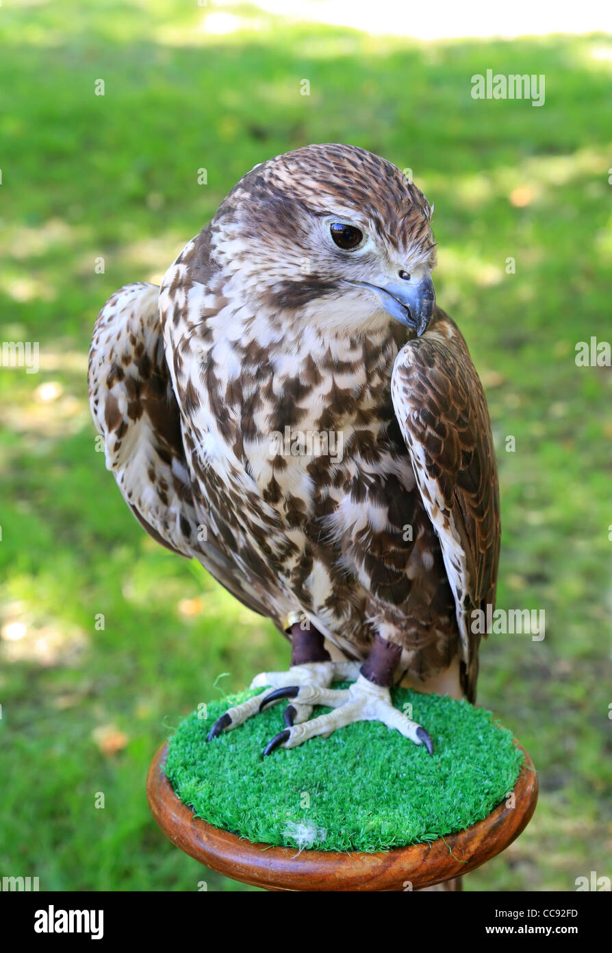 Peregrine falcon in profile hi-res stock photography and images - Alamy