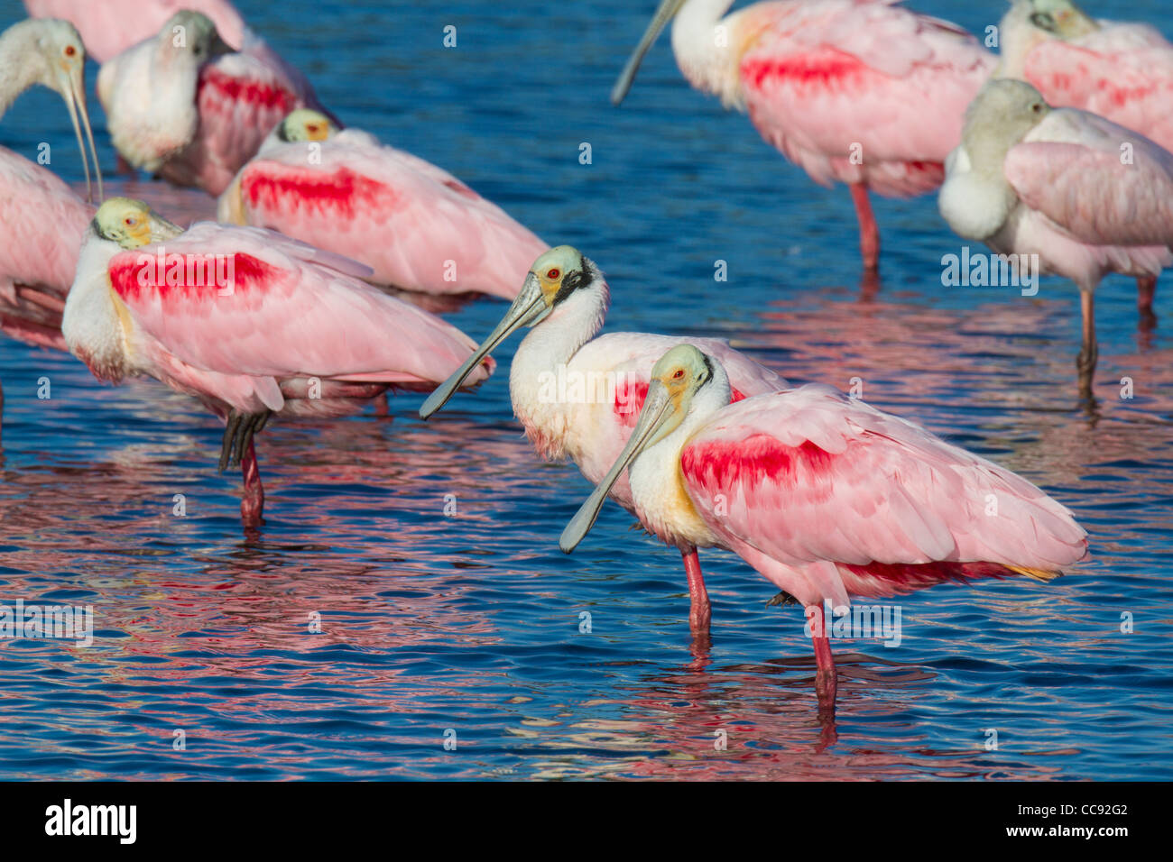 Roseate spoonbill ajaia ajaja hi-res stock photography and images - Alamy