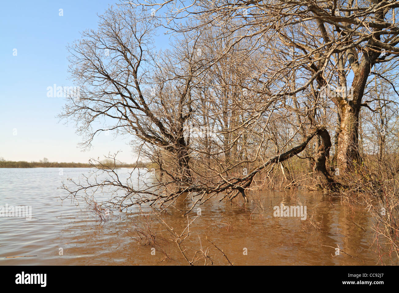 spring flood in oak wood Stock Photo - Alamy