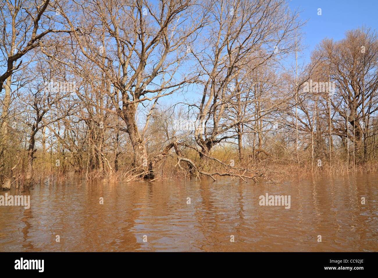 spring flood in oak wood Stock Photo - Alamy