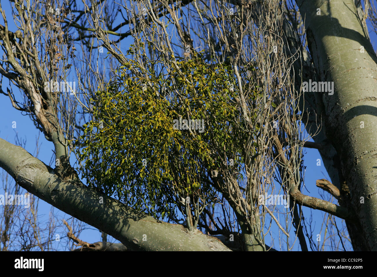 Parasitic mistletoe hi-res stock photography and images - Alamy