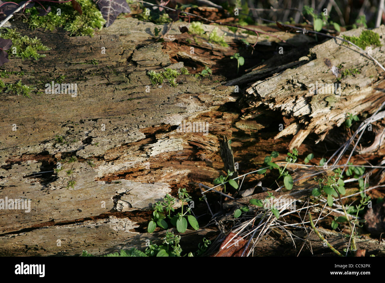 dead wood, woodland Stock Photo - Alamy