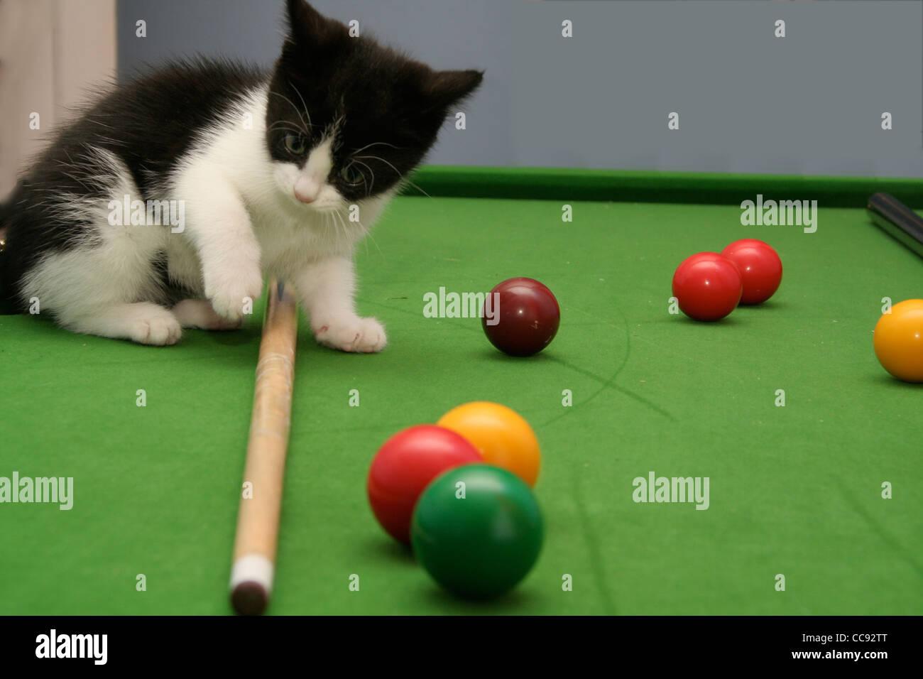Black and white kitten playing on a snooker table Stock Photo - Alamy