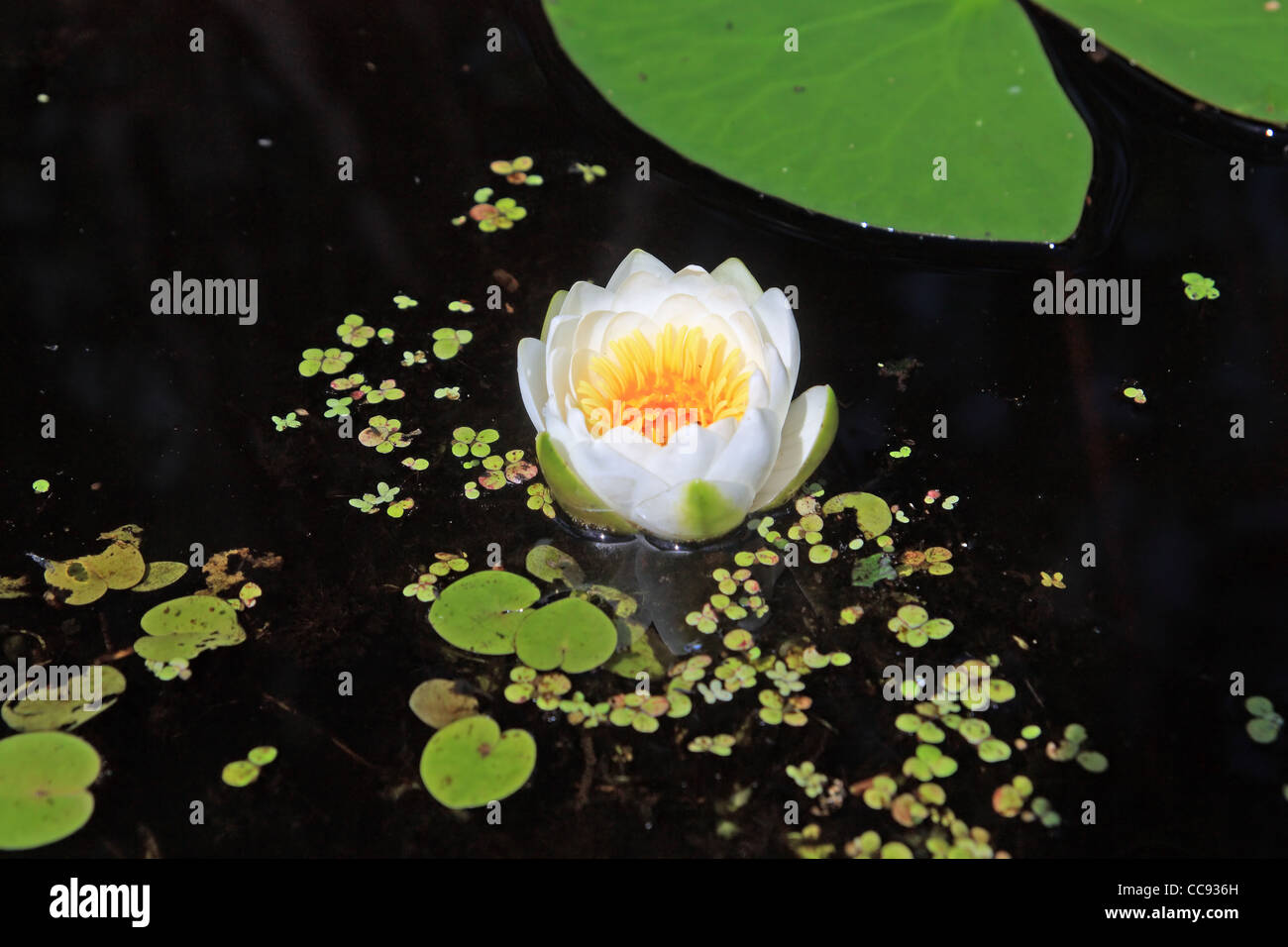 Water lilies reeds marsh hi-res stock photography and images - Alamy