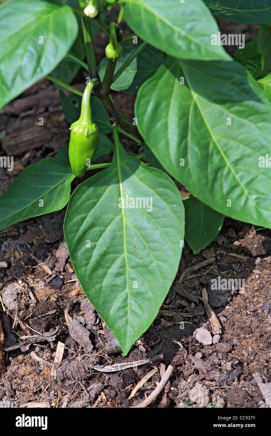 Small green peppers pepper hi-res stock photography and images - Alamy
