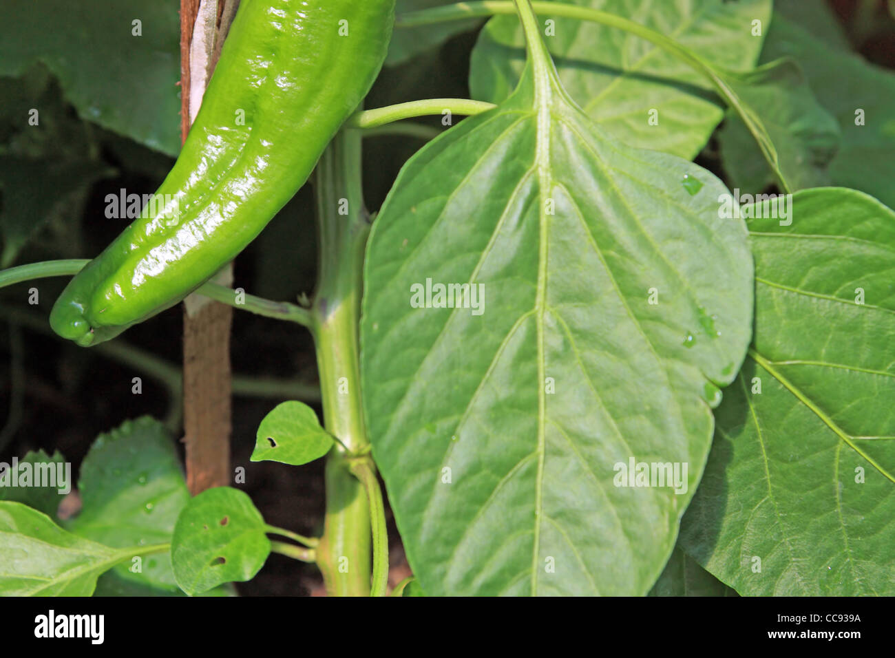 green pepper on agricultural farm Stock Photo - Alamy