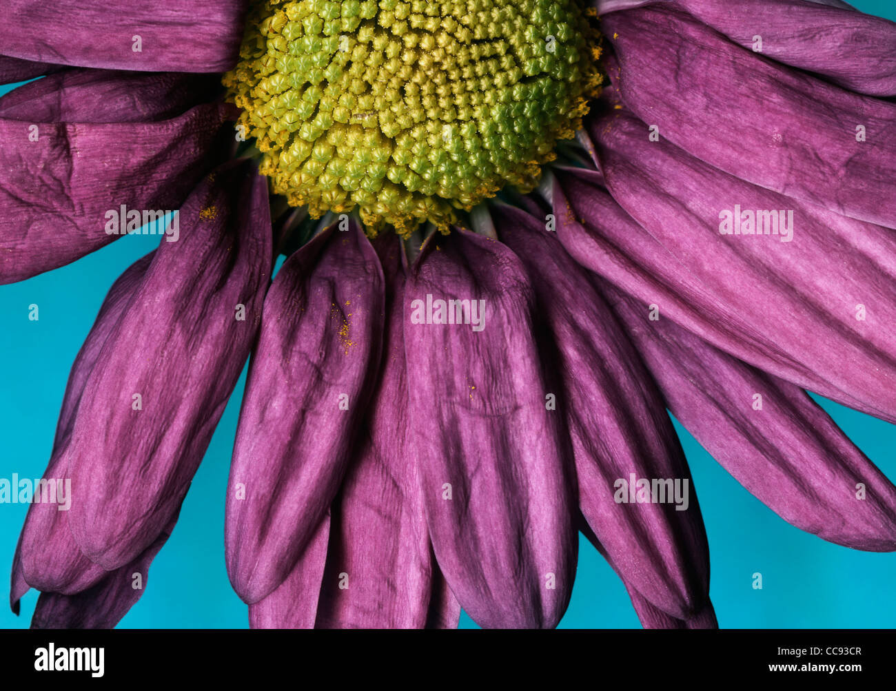 Purple perennials hi-res stock photography and images - Alamy