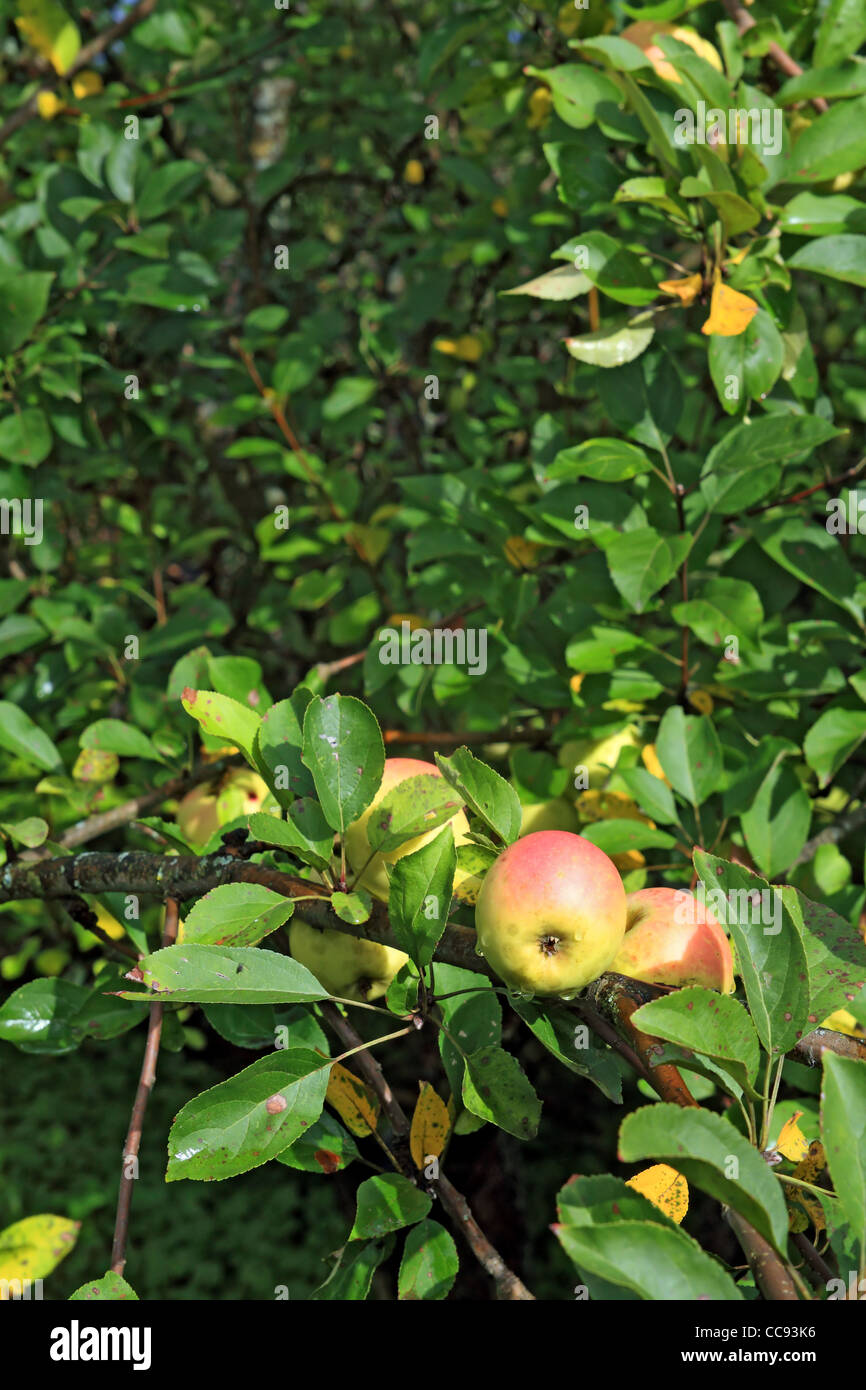 apple on branch Stock Photo - Alamy