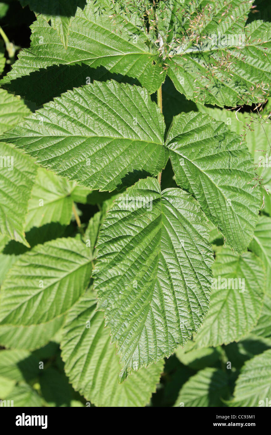 Green sheet hi-res stock photography and images - Alamy