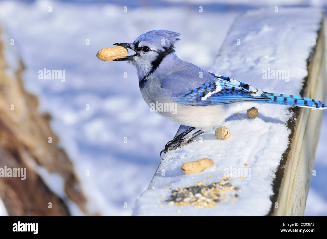 A blue jay perched on a post with a peanut Stock Photo - Alamy