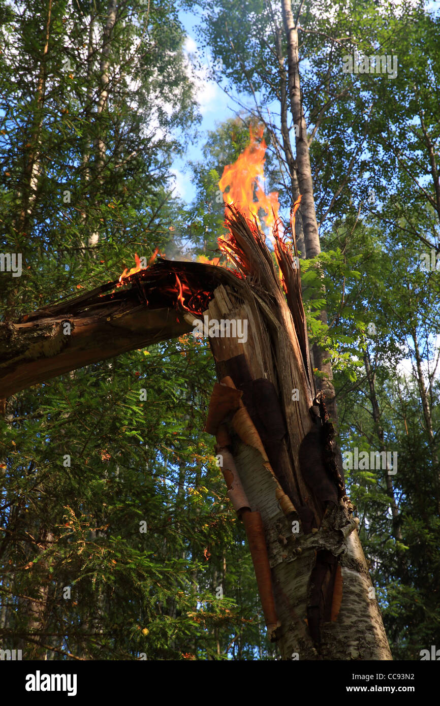 fire in wood Stock Photo - Alamy