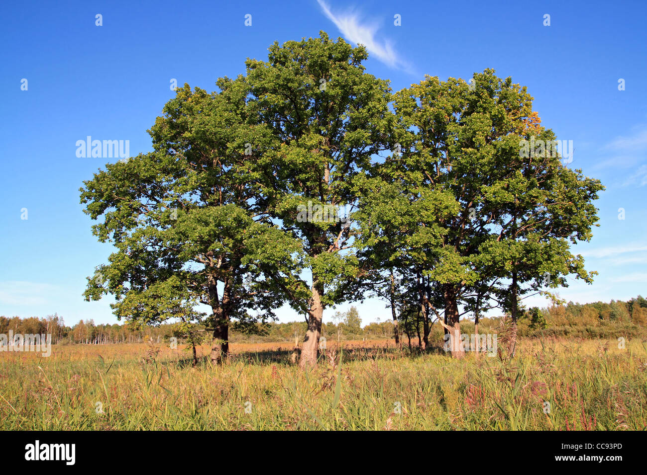 green oaks on autumn field Stock Photo - Alamy