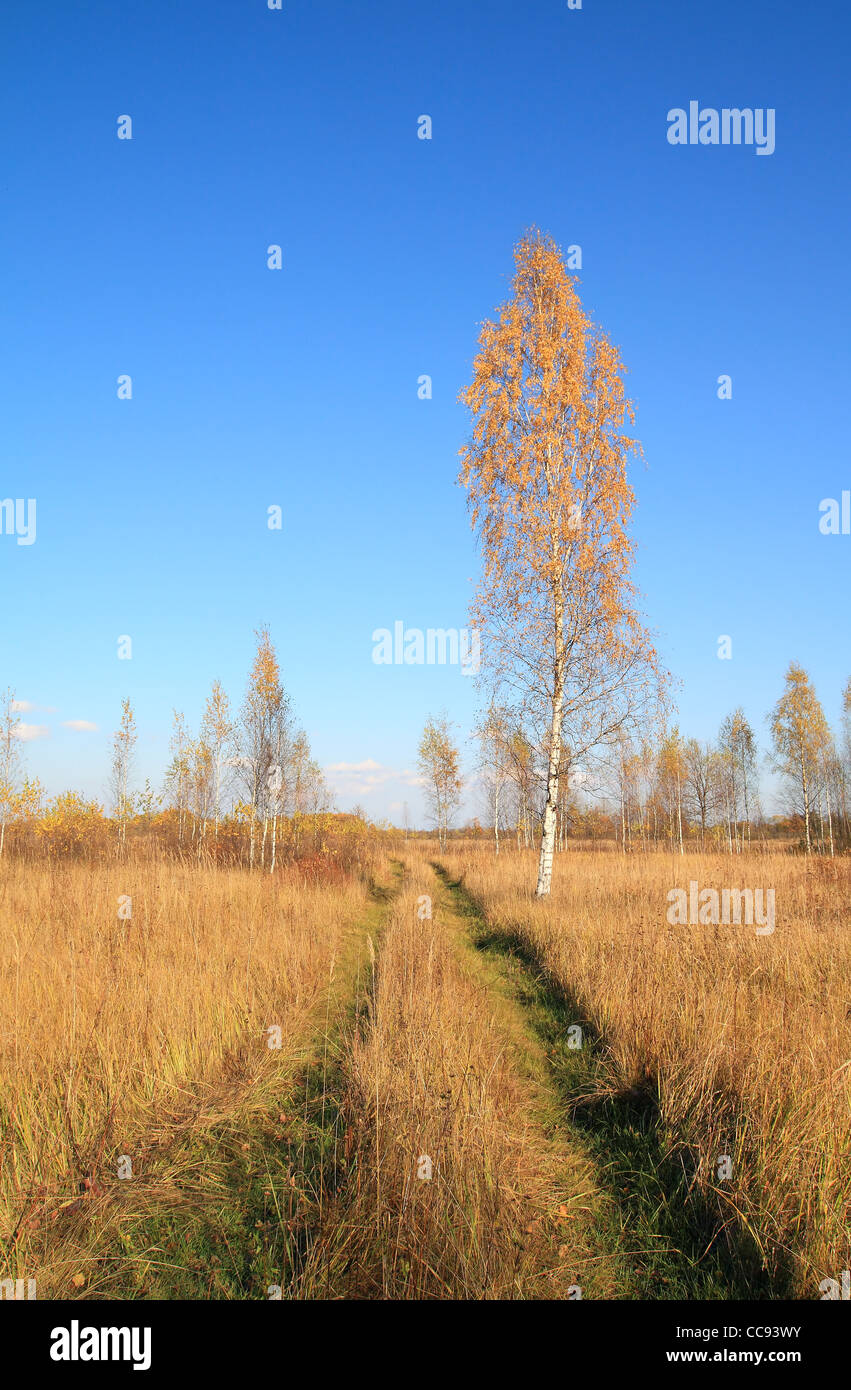 yellow birch on autumn field Stock Photo - Alamy