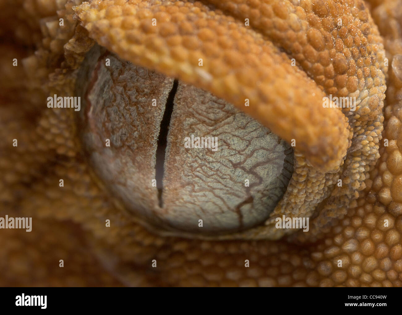 Eye of gecko hi-res stock photography and images - Alamy