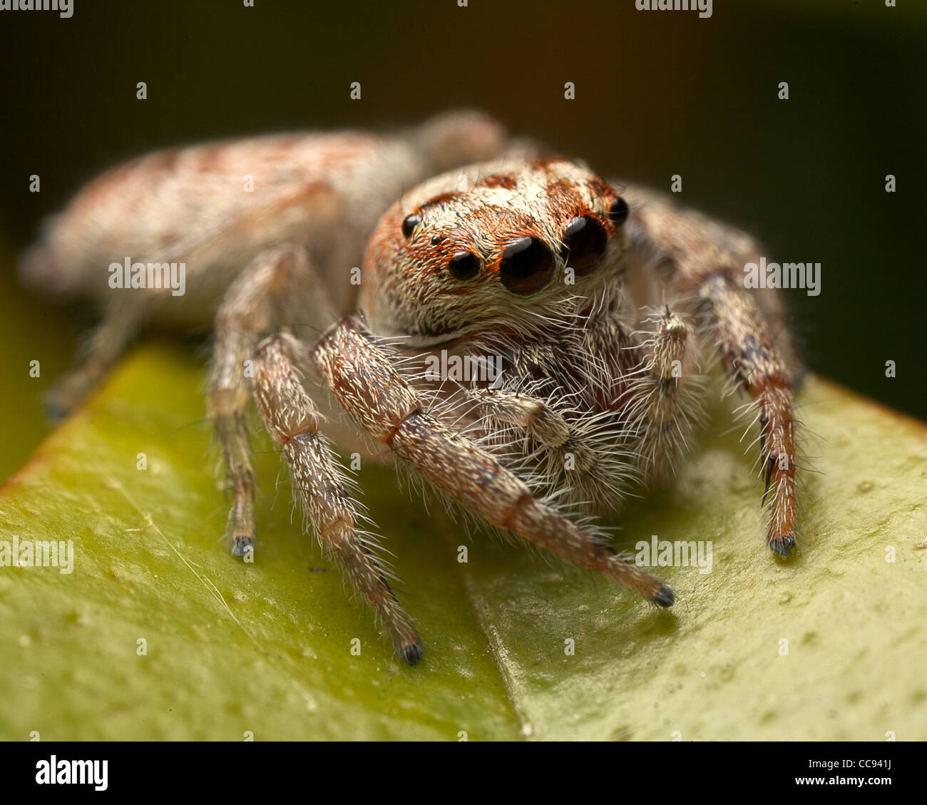 Bold jumping spider hi-res stock photography and images - Alamy