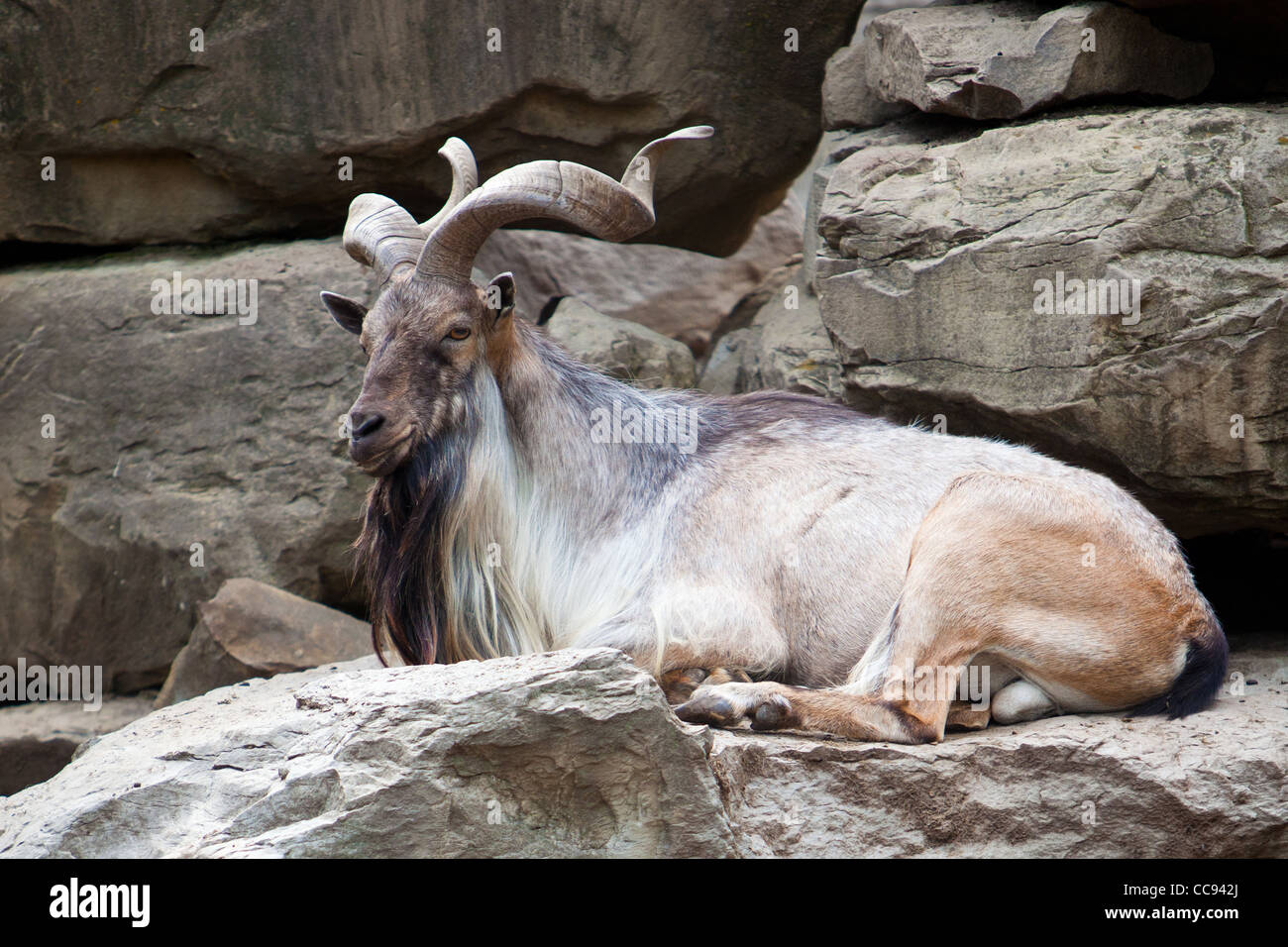 A male Markhor (a large species of wild goat) at the Calgary Zoo Stock ...