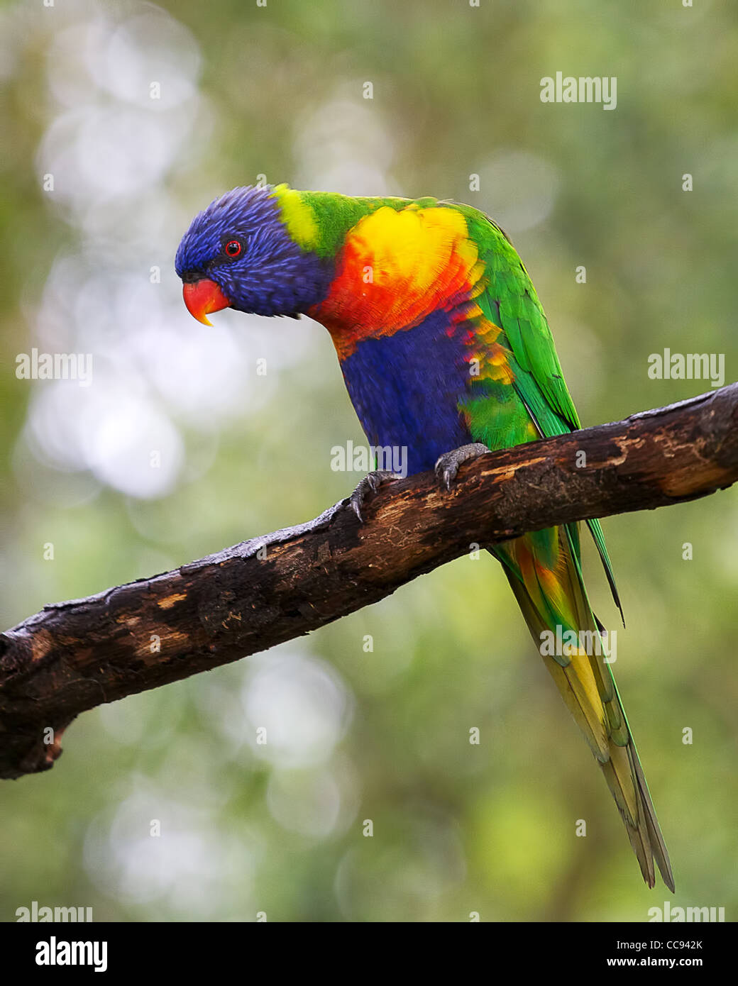 Brooding birds hi-res stock photography and images - Alamy