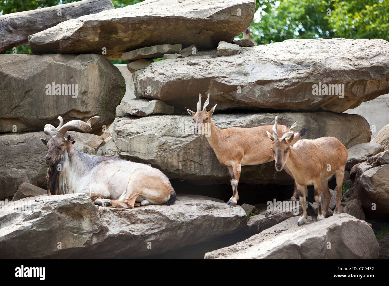 Markhor (one male, two females), a large species of wild goat, at the ...