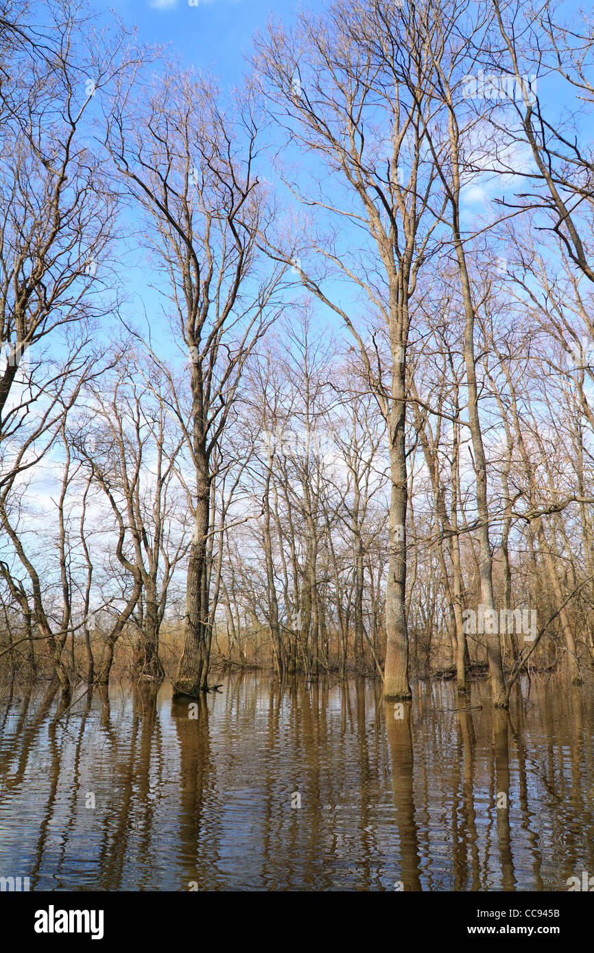 oak wood in water Stock Photo - Alamy