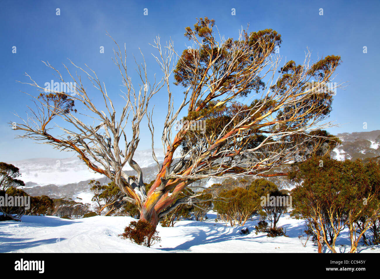 Snow gum tree hi-res stock photography and images - Alamy