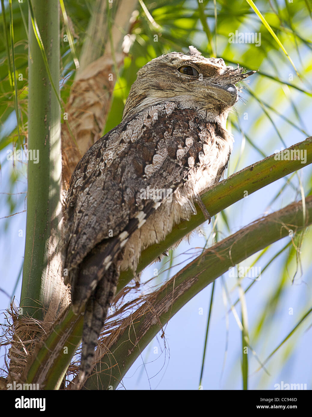 Australian Bird Podargus Podargus Strigoides Strigoides Portrait Pt Rf ...