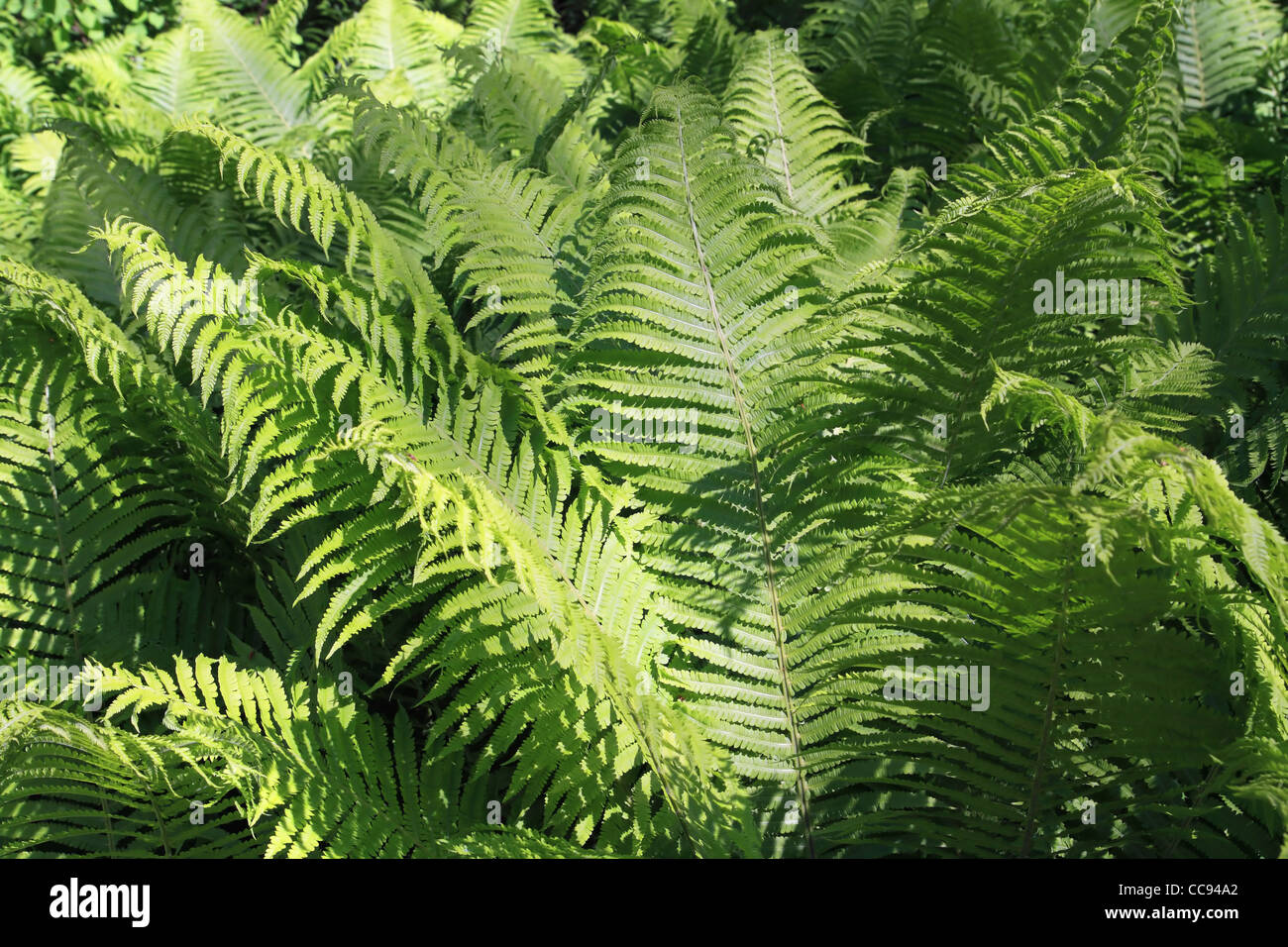 sheet of the fern Stock Photo - Alamy