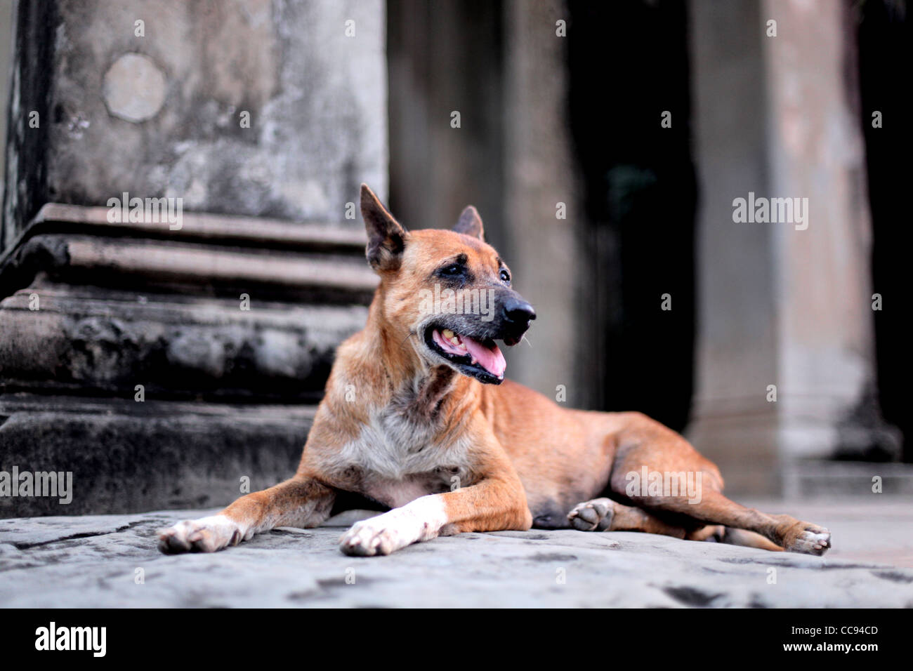 Khmer Guard Dog at Angkor! Stock Photo - Alamy