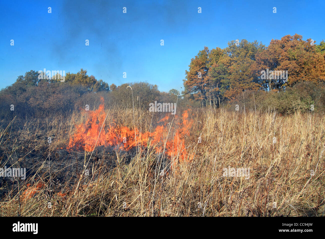 fire in dry herb Stock Photo - Alamy