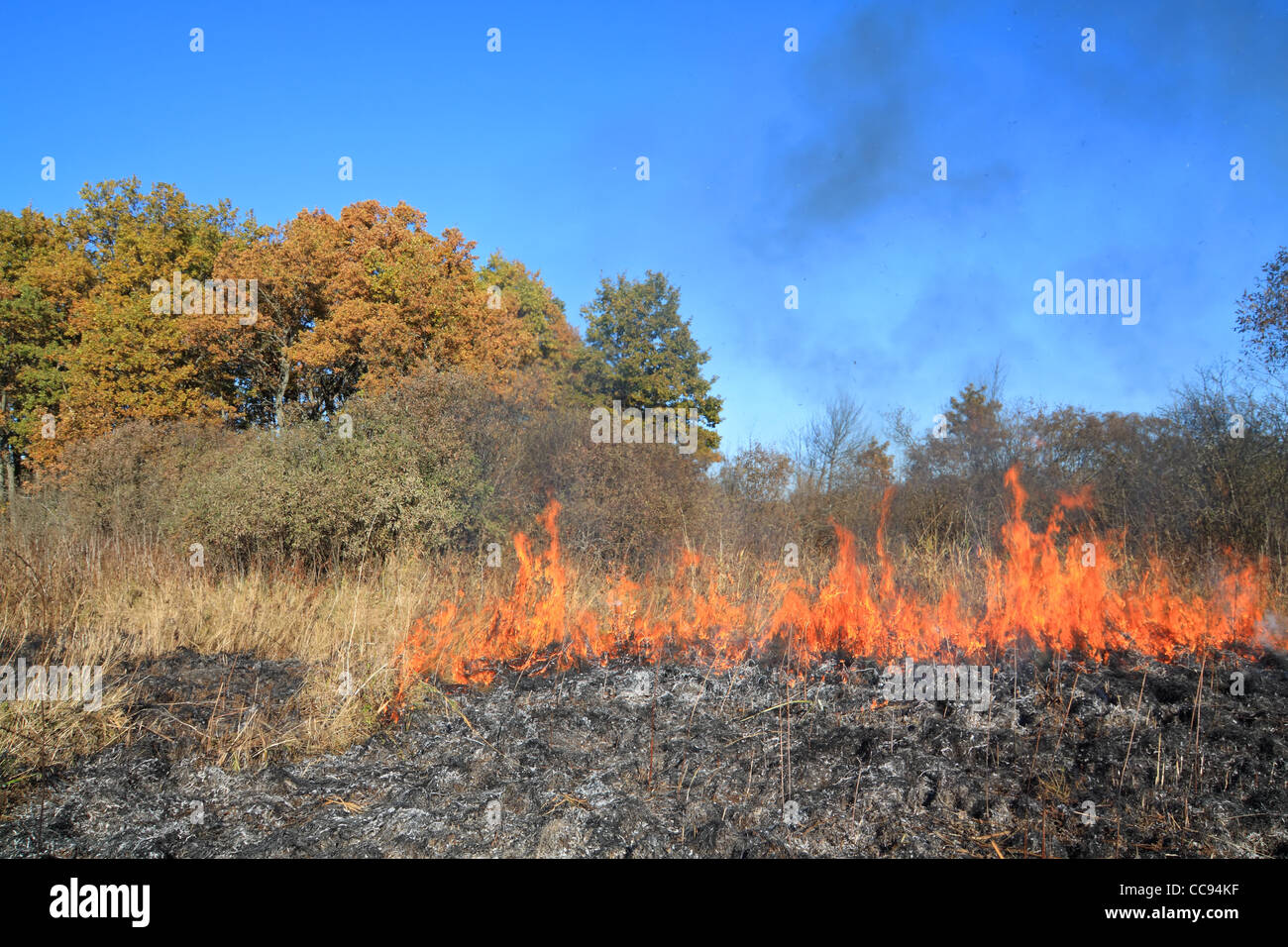 fire in dry herb Stock Photo - Alamy